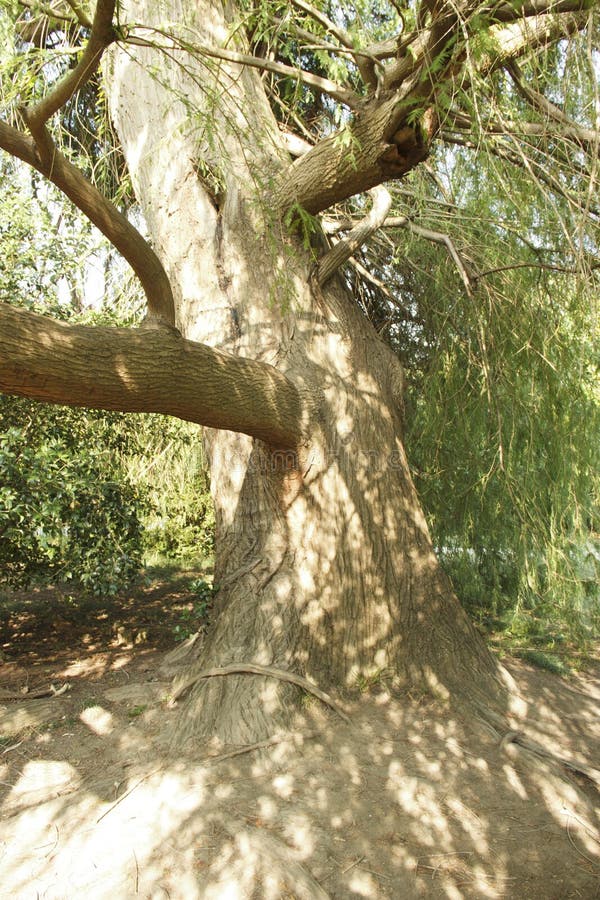 The Trunk of a Large Ancient Tree in the Park in the Sunlight Stock ...