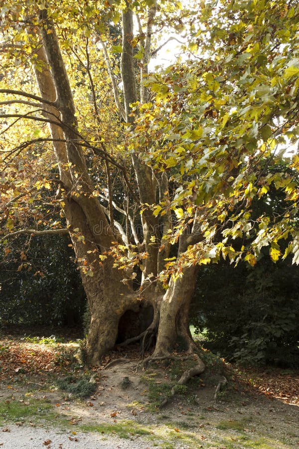 The Trunk of a Large Ancient Tree in the Park in the Sunlight Stock ...
