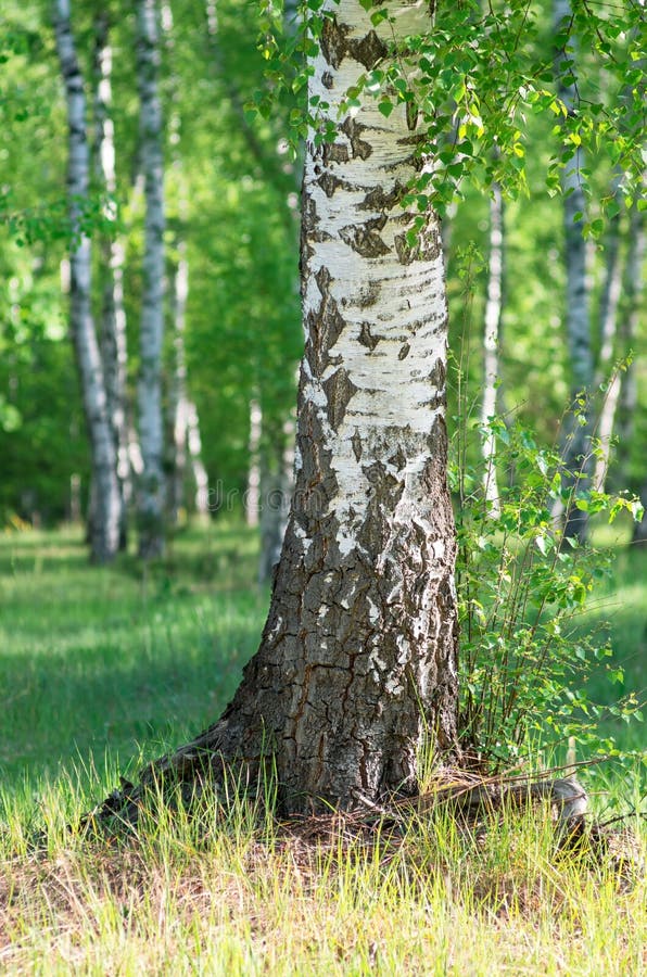Trunk of a Large Birch, Roots, Close-up Stock Photo - Image of large ...