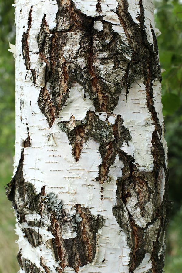 Trunk of a Large Birch Tree on a Summer Day. Birch Tree. Tree Stock ...