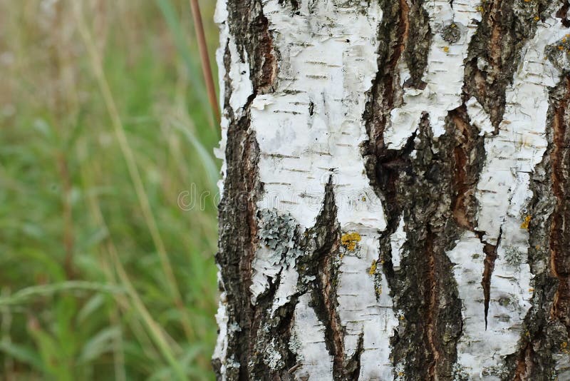 Trunk of a Large Birch Tree on a Summer Day. Birch Tree. Tree Stock ...