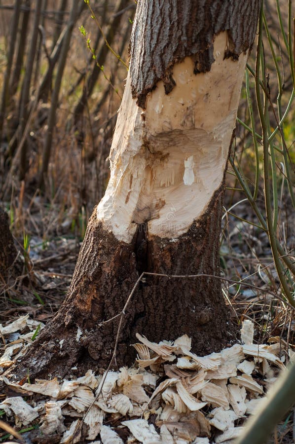 Trunk Large Damaged Deciduous Tree Gnawed by Beavers Sawdust and ...