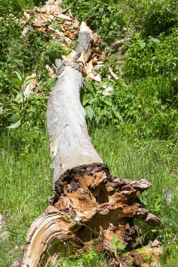 Large Fallen Tree Stump stock image. Image of circumfrence - 45124459