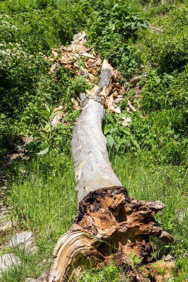 The Trunk of a Large Fallen Tree among the Green Grass Stock Image ...