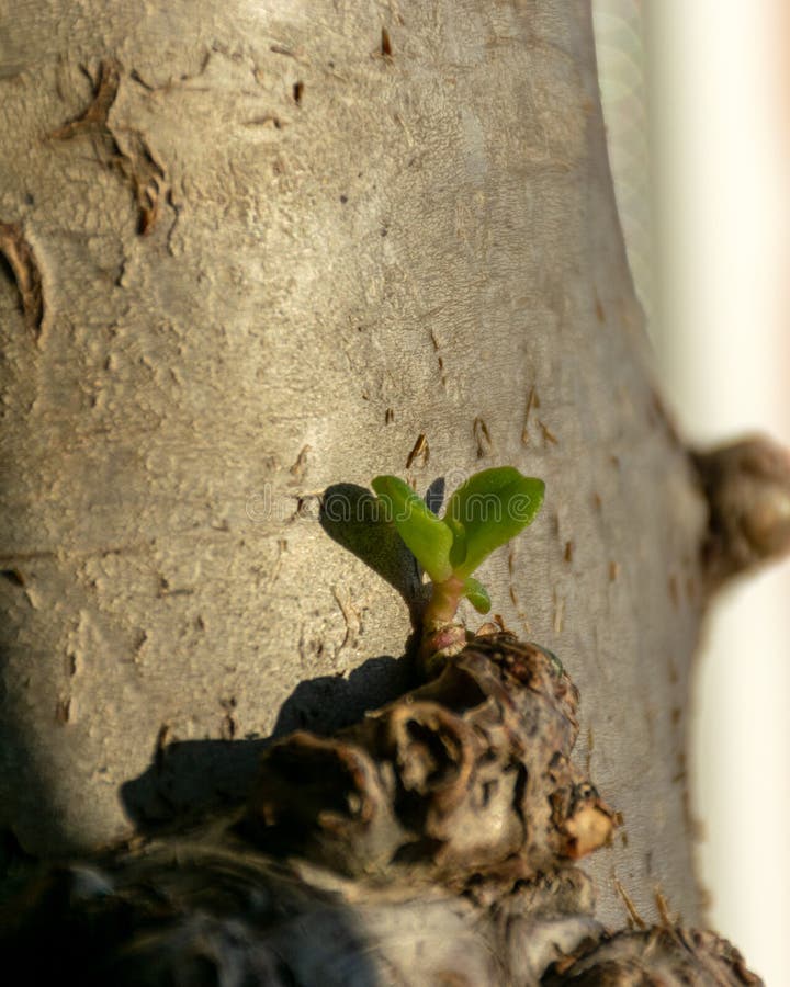 The Trunk of a Large Money Tree and a Young Green Sprout Stock Image ...
