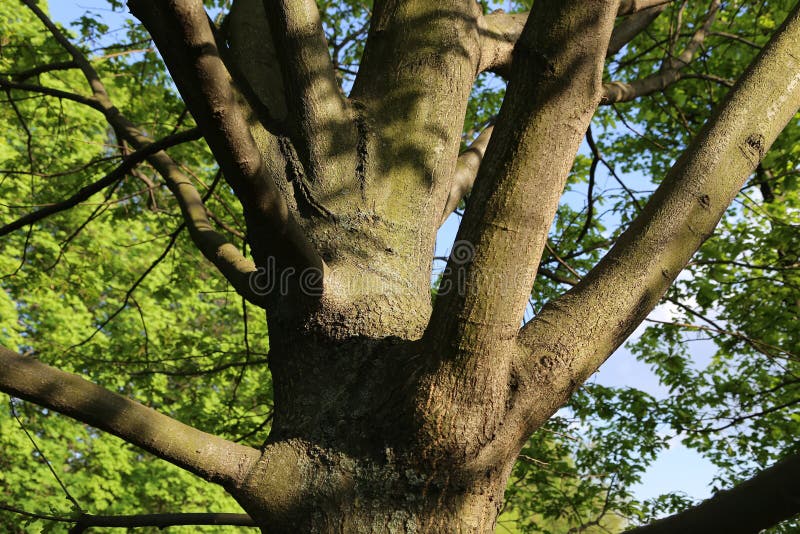 Trunk of a Large Old Oak in a Spring Park Stock Photo - Image of ...