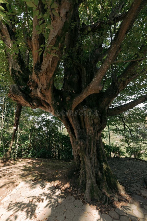 Trunk of a large old tree stock image. Image of environment - 145867143
