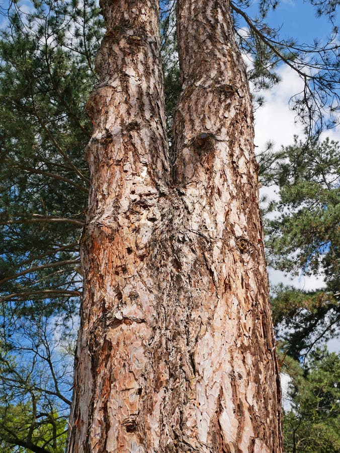 Trunk of a Large Pine Tree in the Woods Stock Image - Image of tree ...