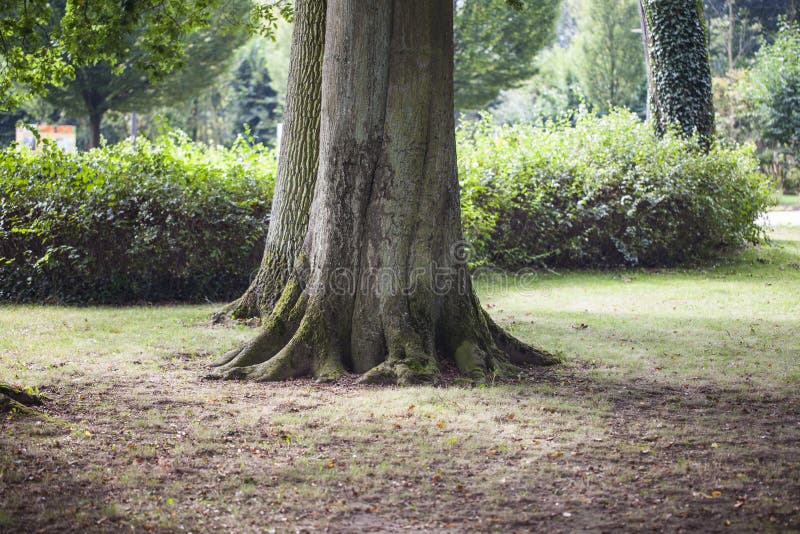 Trunk of a large tree stock photo. Image of fresh, seat - 85073754