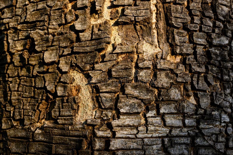 The Cracked Tree To Use As a Background Image Stock Photo - Image of ...