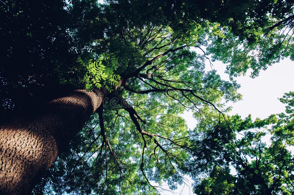 The Trunk of a Large Tree. the Crown of a Green Tree in the Forest ...