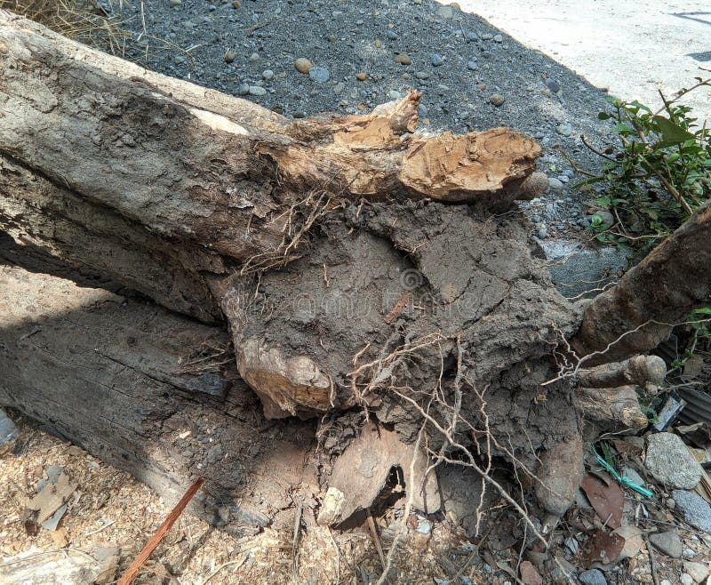 The Trunk of a Large Tree Fell To the Ground, Dry, Brown and Uprooted ...