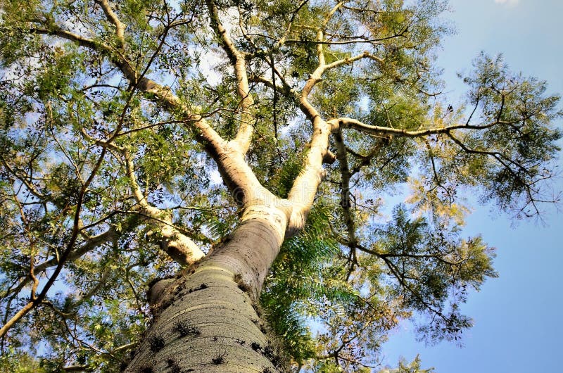 Canopy of a Big Tree in the Forest in the City Park Stock Photo - Image ...