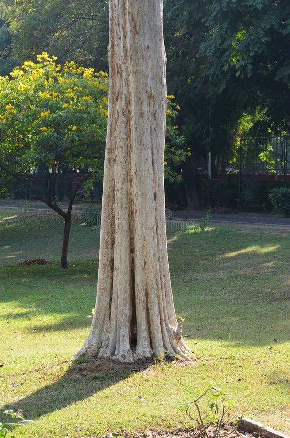 Trunk of a Large Tree in the Image in Rose Garden Chandigarh India ...
