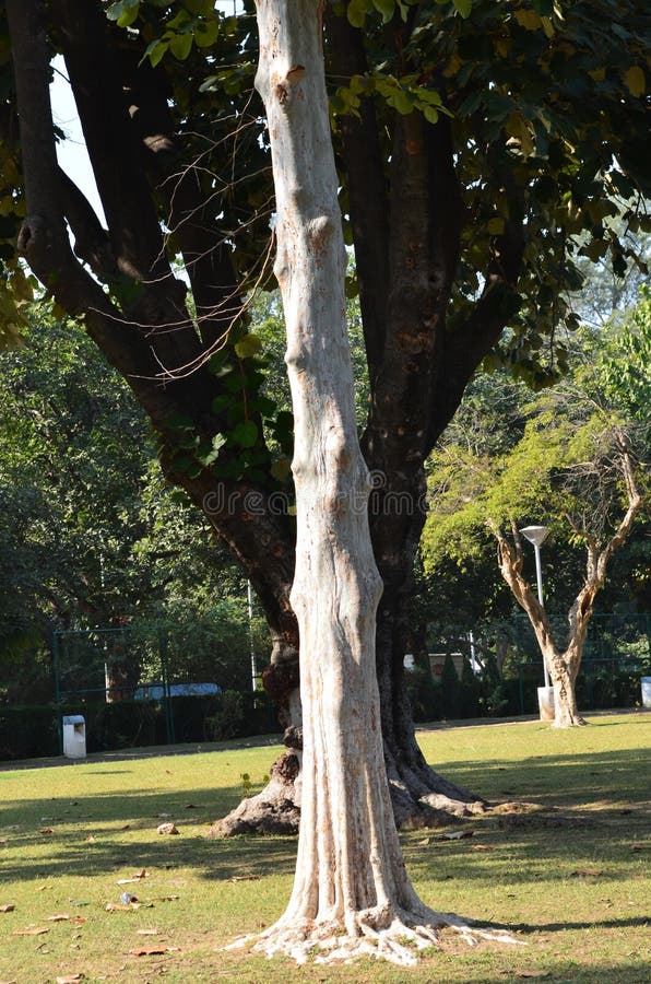 Trunk of a Large Tree in the Image in Rose Garden Chandigarh India ...