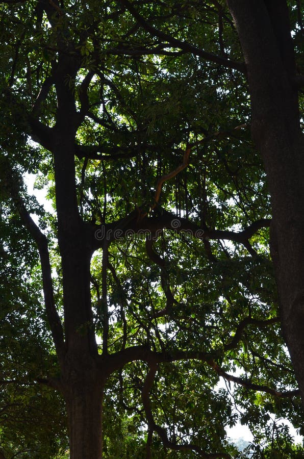 Trunk of a Large Tree in the Image in Rose Garden Chandigarh India ...