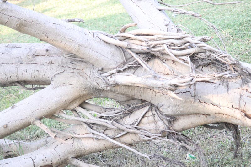 The Trunk of a Large Tree with Roots Inserted in the Outdoor Stock ...