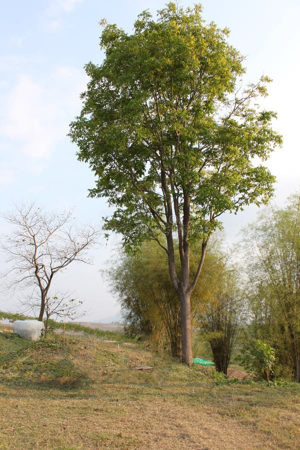 Trunk Large Tree Rough Surface Texture Background Nature Plant Bush ...