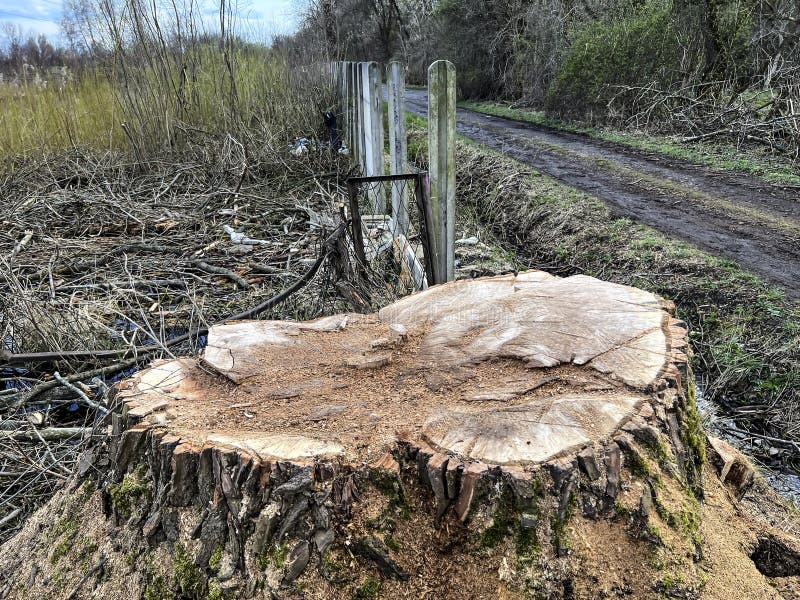 The Trunk of a Large Tree that Was Cut Down Stock Image - Image of ...