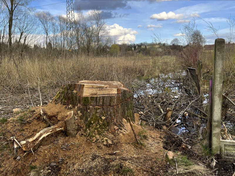 The Trunk of a Large Tree that Was Cut Down Stock Photo - Image of ...