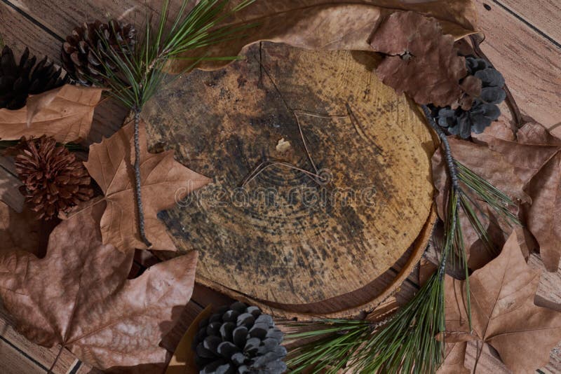 Trunk with Leaves and Pine Cone Stock Photo - Image of divided, empty ...