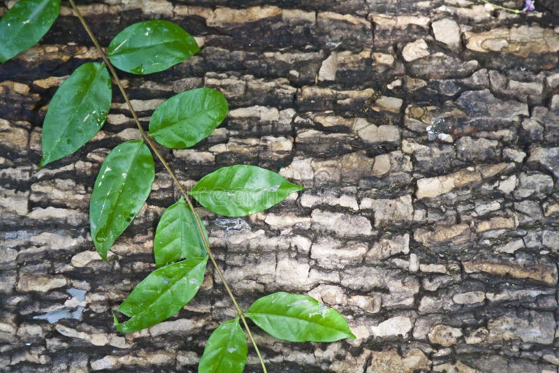 Trunk and leaves of tree stock image. Image of branch - 25051211