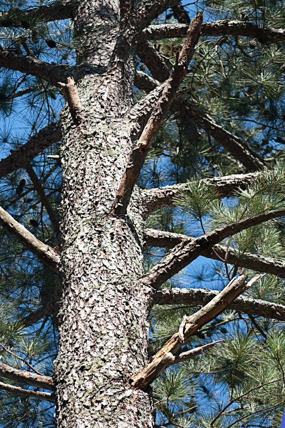 Trunk and Limbs of Old Pine Tree Stock Image - Image of branch, green ...