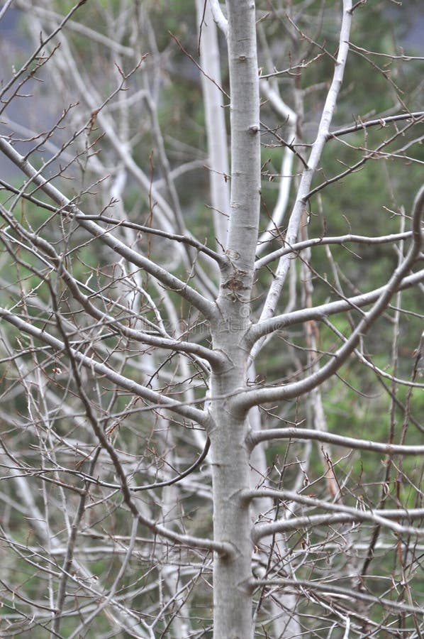 The Trunk of a Living Aspen Tree Stock Photo - Image of aspens, bark ...