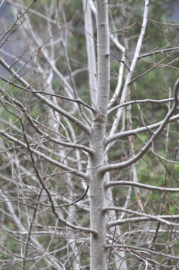 The Trunk of a Living Aspen Tree Stock Photo - Image of aspens, bark ...