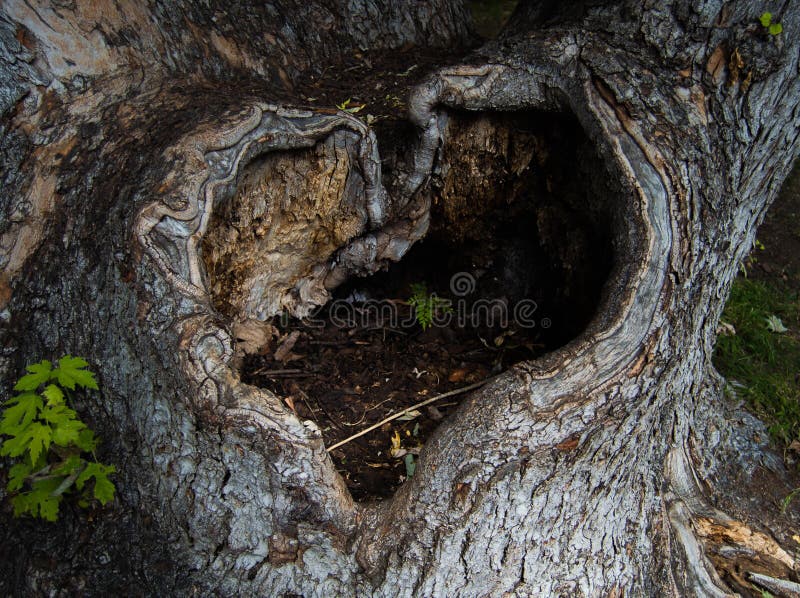 Trunk of love stock image. Image of loving, trunk, walk - 56434421