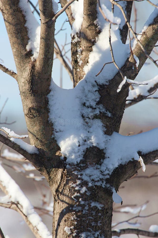 The Trunk and Lower Branches of a Crimson King Maple Tree Covered in ...