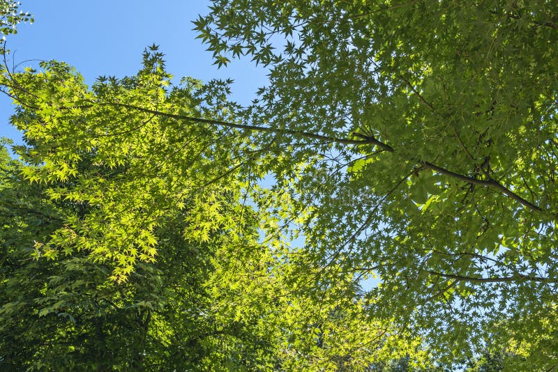 The Trunk is the Main Part of the Tree, Providing Structural Support ...