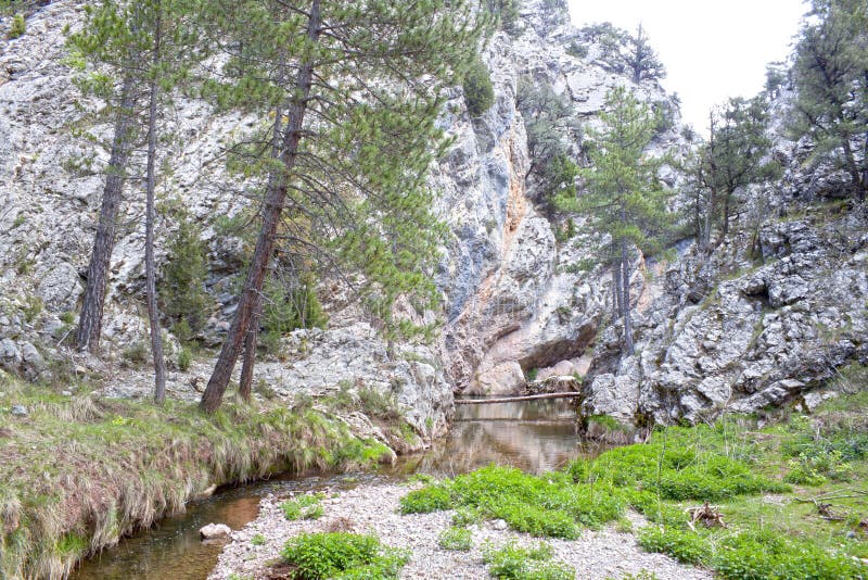 Trunk Making a Bridge in a River Stock Photo - Image of river, rock ...