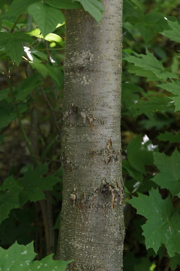 The Trunk of a Maple Tree. the Bark of the Plant is Covered with a ...