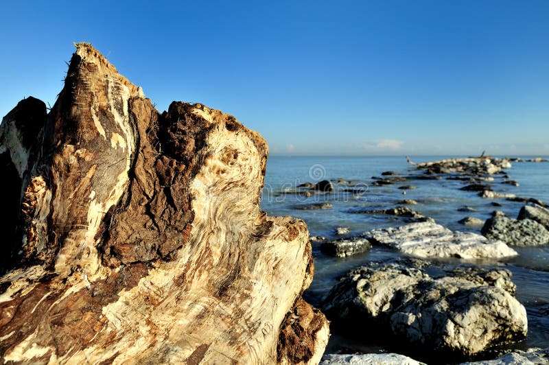 Trunk and marine rocks stock photo. Image of nature, rock - 17119466