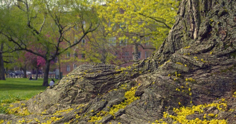 Trunk of Massive Tree in Park. Majestic Tree with Root System Peeking ...