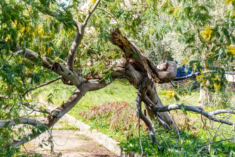 Trunk of Mimosa Tree Fallen Down Stock Photo - Image of severe, trail ...