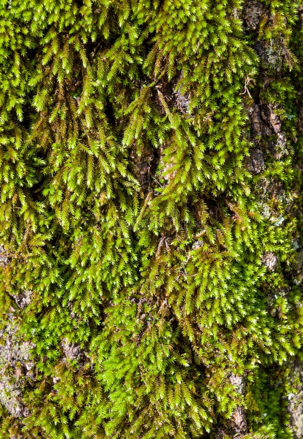 Trunk with Moss of a Big Tree among the Vegetation of the Forest Stock ...