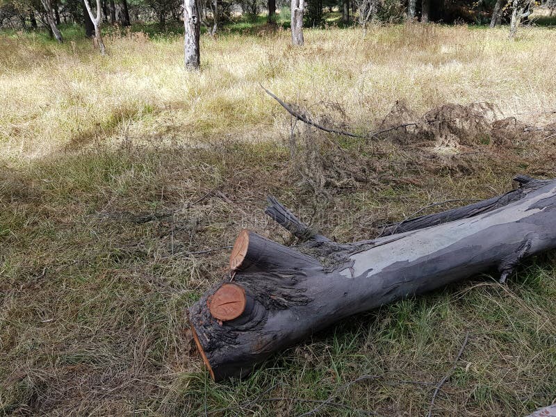 Stop cutting trees stock photo. Image of deforesting - 107581946