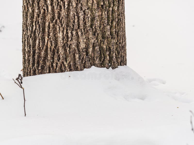 The Trunk of an Oak Tree Covered with Snow Stock Photo - Image of cover ...