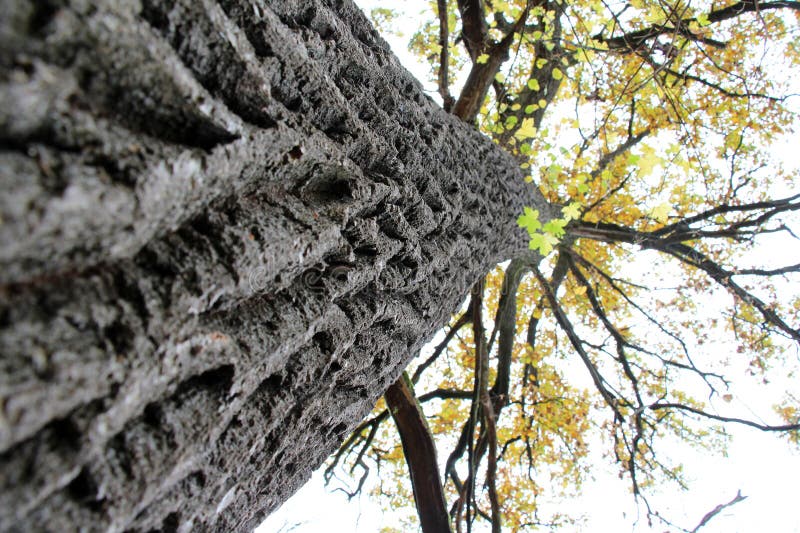 The Trunk of an Oak Tree with a Crown Stock Image - Image of leaves ...