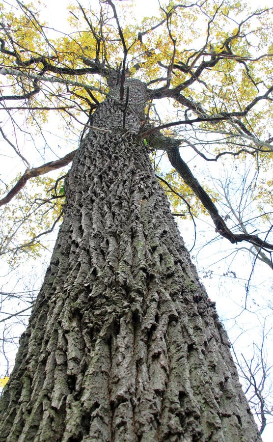 The Trunk of an Oak Tree with a Crown Stock Image - Image of woods ...