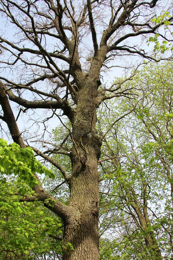 The Trunk of an Oak Tree with a Crown Stock Image - Image of fagales ...