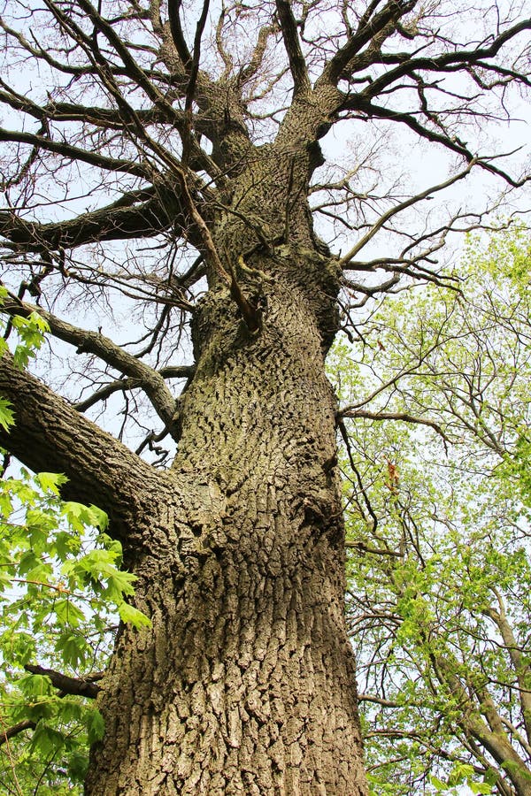 The Trunk of an Oak Tree with a Crown Stock Photo - Image of fagales ...