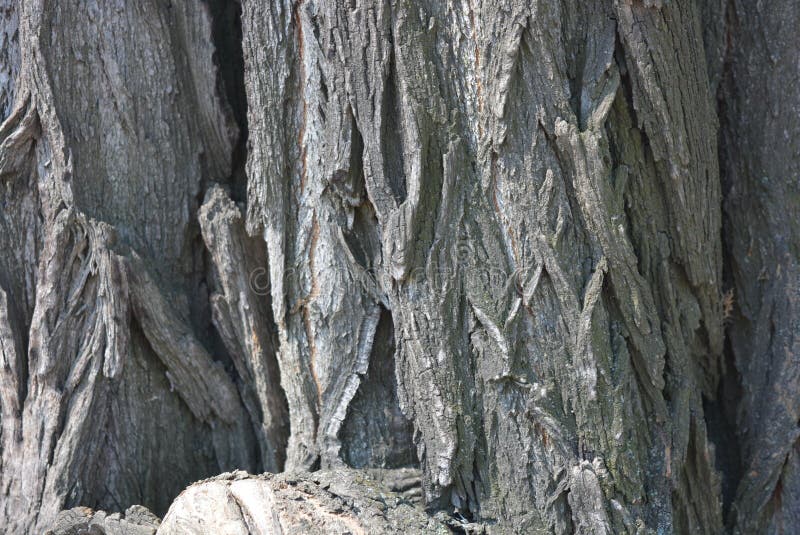 The Trunk of an Old Acacia Tree in Sunlight with Gray Bark, a Very ...