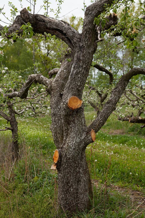 Trunk of an old apple tree stock image. Image of pruned - 142050323