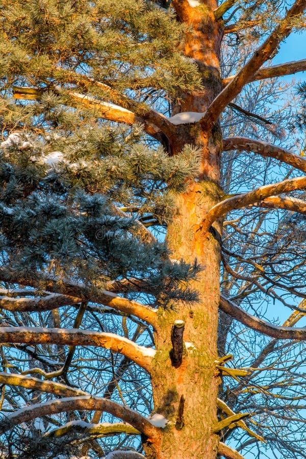 The Trunk of an Old Big Pine Tree Stock Photo - Image of wood, natural ...
