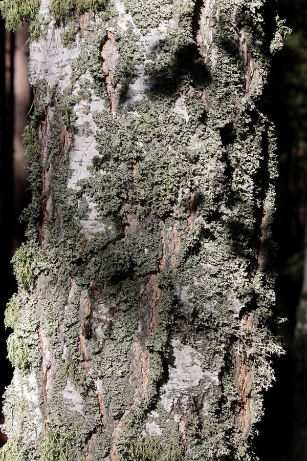 The Trunk of an Old Birch Covered with Moss Stock Image - Image of ...