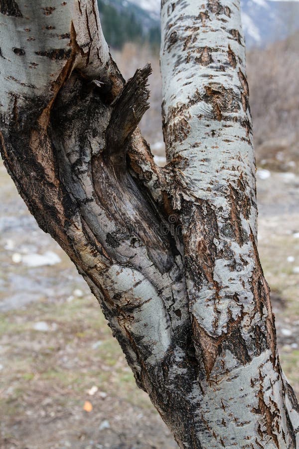 Trunk of an old birch stock image. Image of branch, backgrounds - 83521533