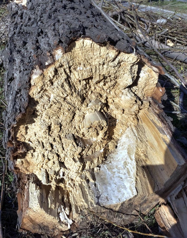 Trunk of an Old Broken Tree, the View from the Fracture Stock Image ...